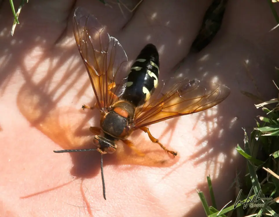 Insects in PA - Launch Knowledge