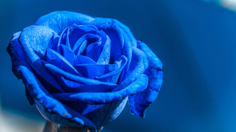 What Does A Blue Rose Mean