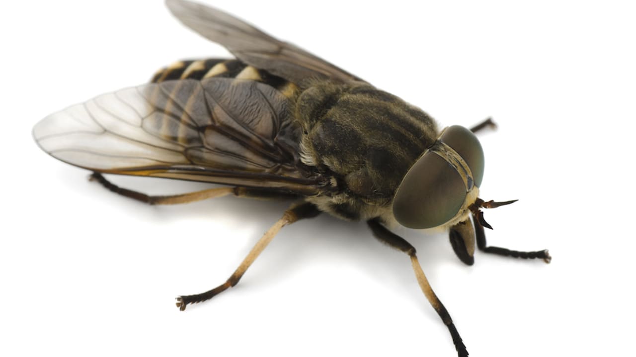 How Many Eyes Does A Fly Have