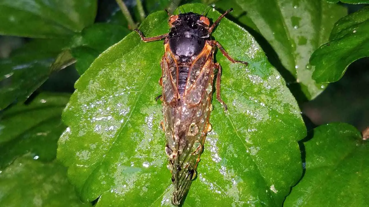 Do Cicadas Die In The Rain