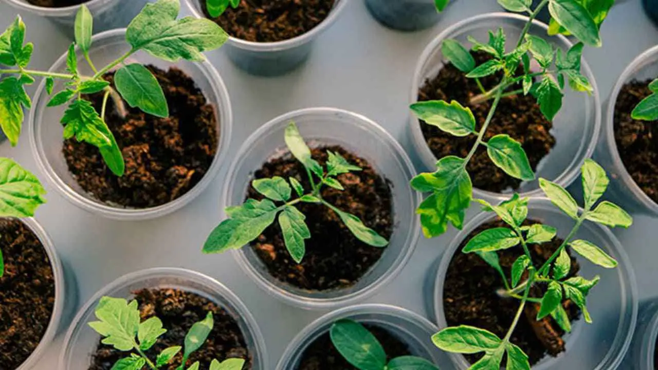 How to Clone a Plant in Soil