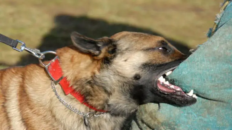 What Happens If My Dog Bites Someone in California - Launch Knowledge